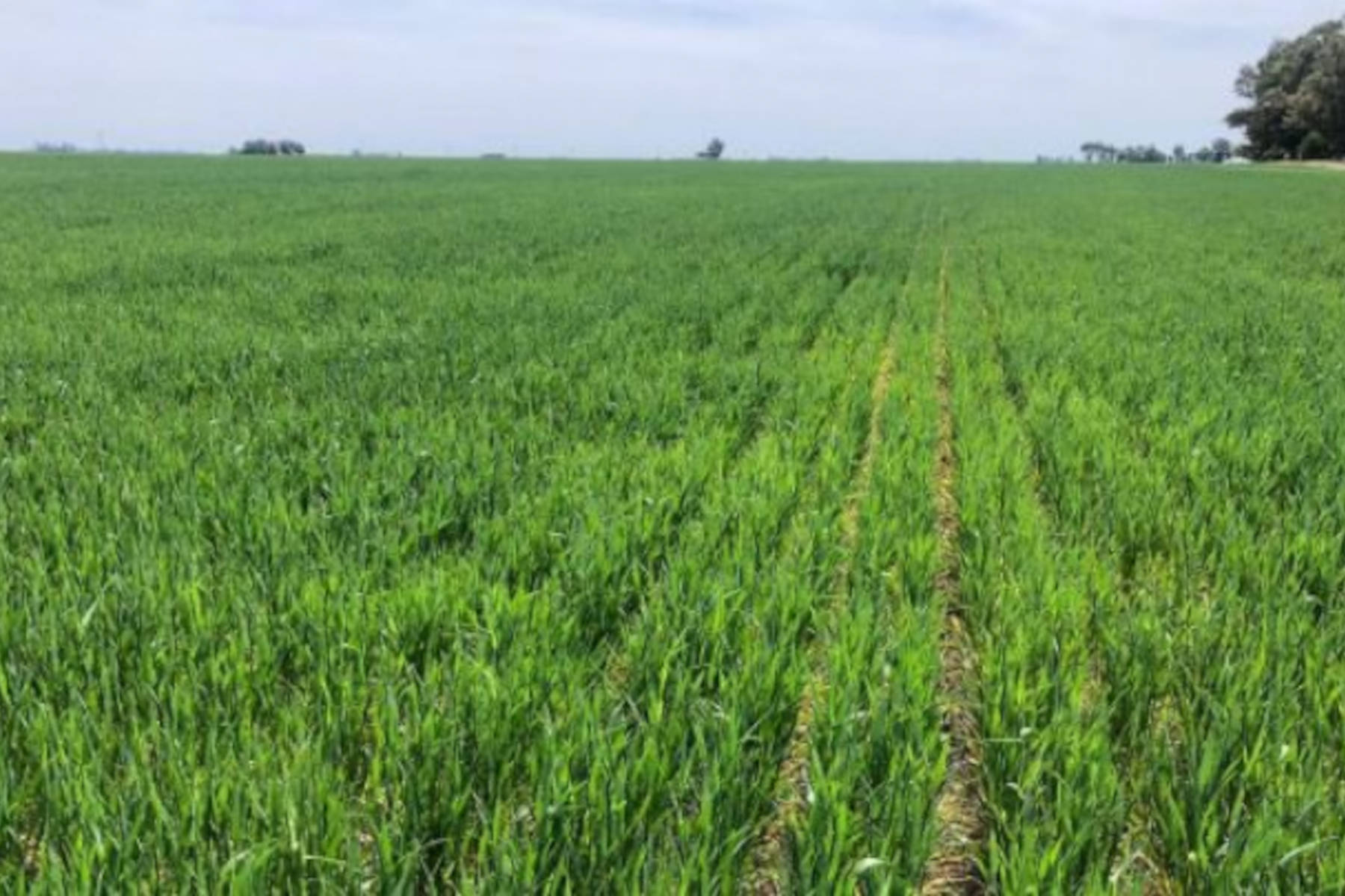 Trigo: nuevas proyecciones y tendencias para el cultivo - Noticias de Campo