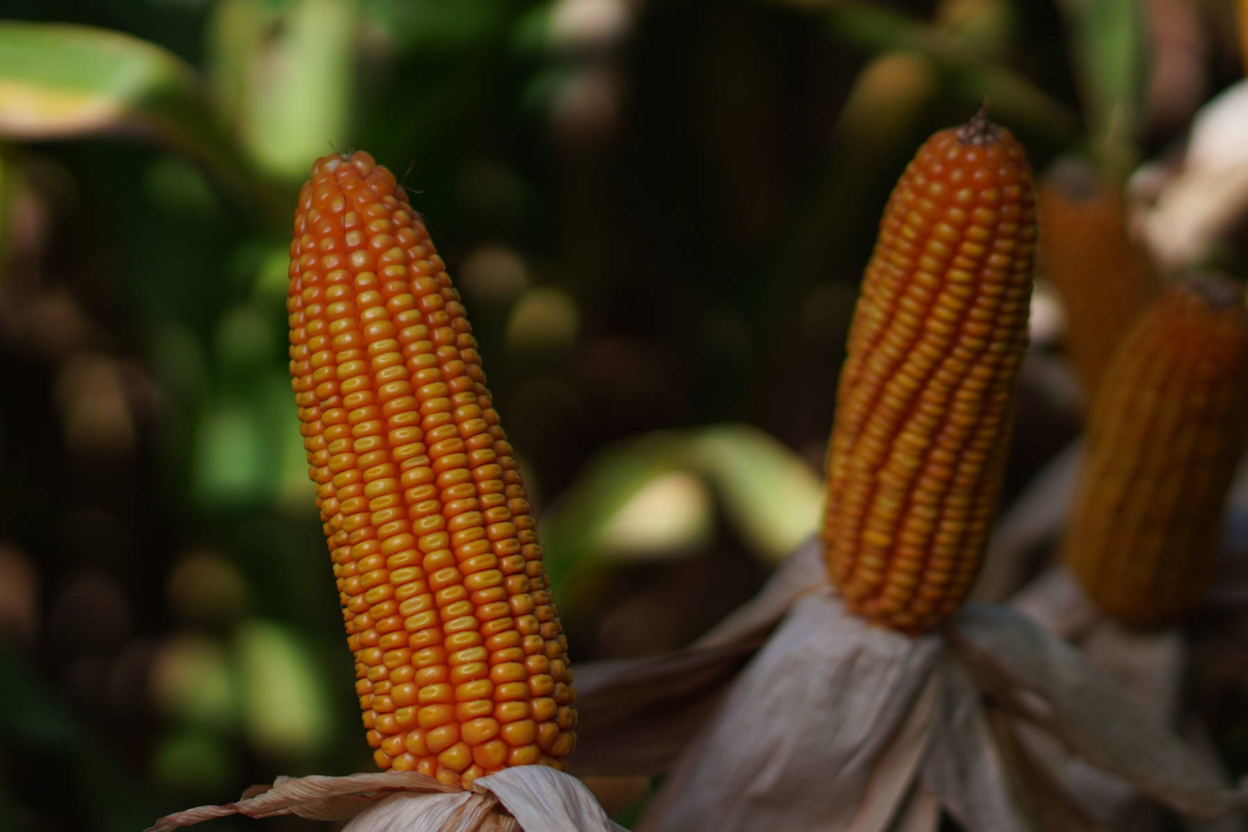 SPS Semillas planta bandera en Expoagro 2024 - Noticias de Campo