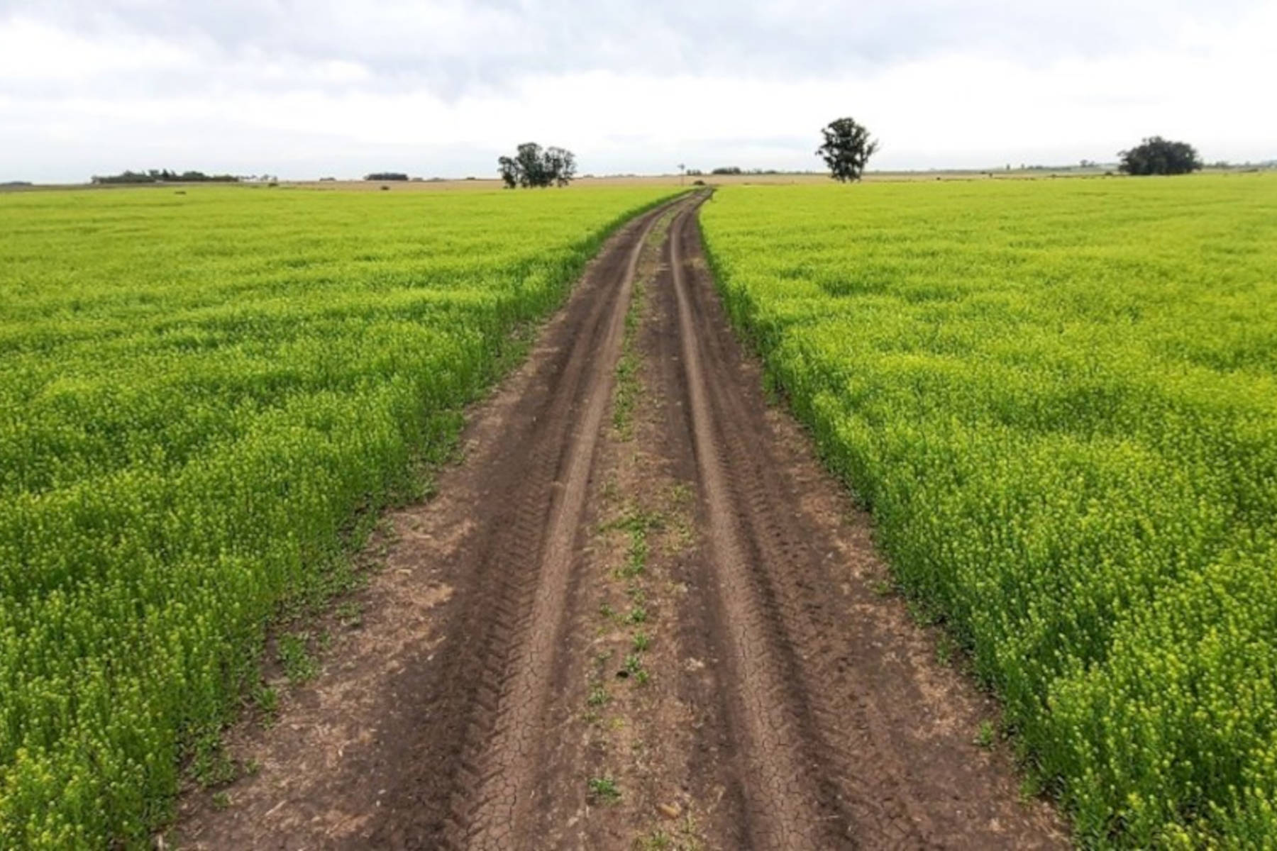Puentes verdes con camelina: la oportunidad de los biofuels en la ...