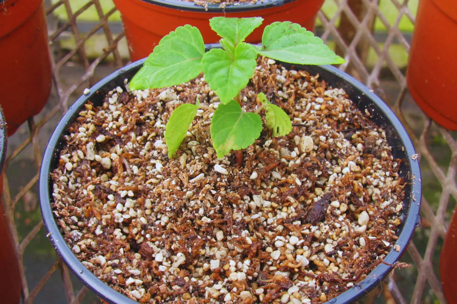 Presentan sustratos inteligentes para producir plantines - Noticias de ...