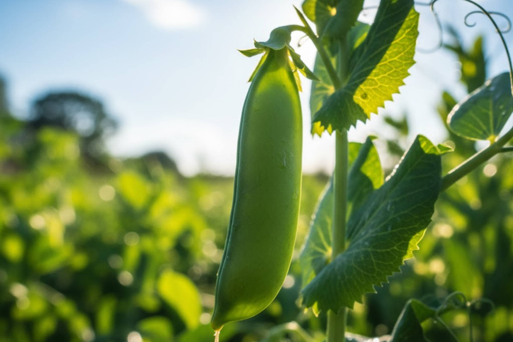 Arveja verde: márgenes finos, pero con fuerte aporte agronómico en la ...