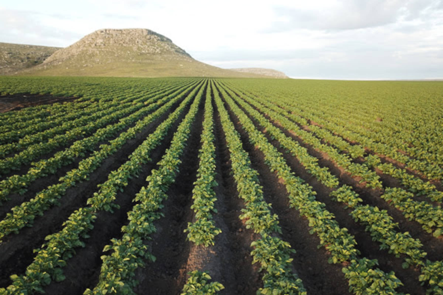 McCain Foods presenta su Reporte Global de Sustentabilidad 2025 y ...