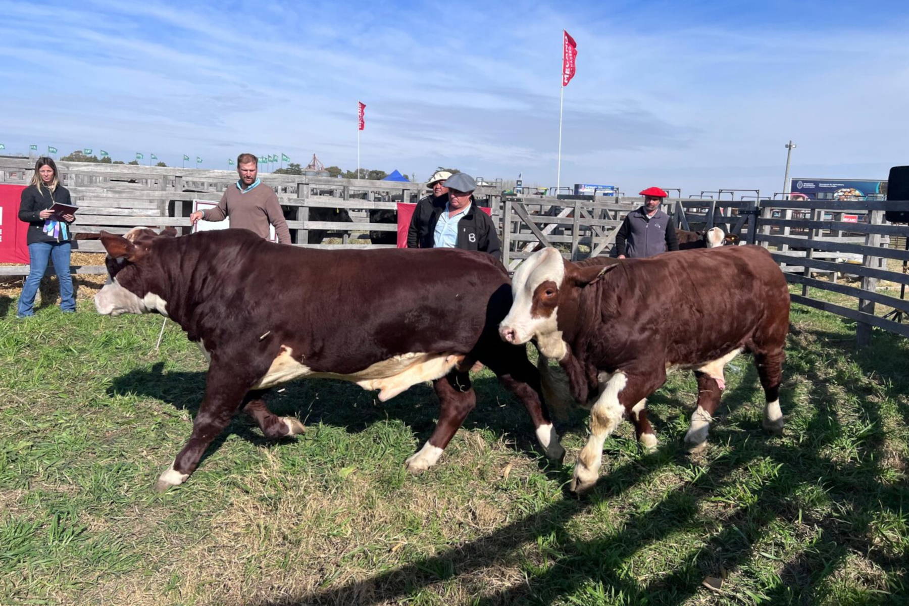 La genética Braford se lució en AgroActiva Edición BNA - Noticias de Campo